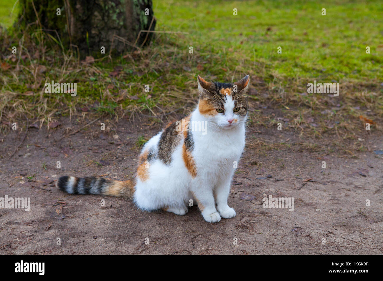 Outdoor portrait of three coloured cat Stock Photo - Alamy