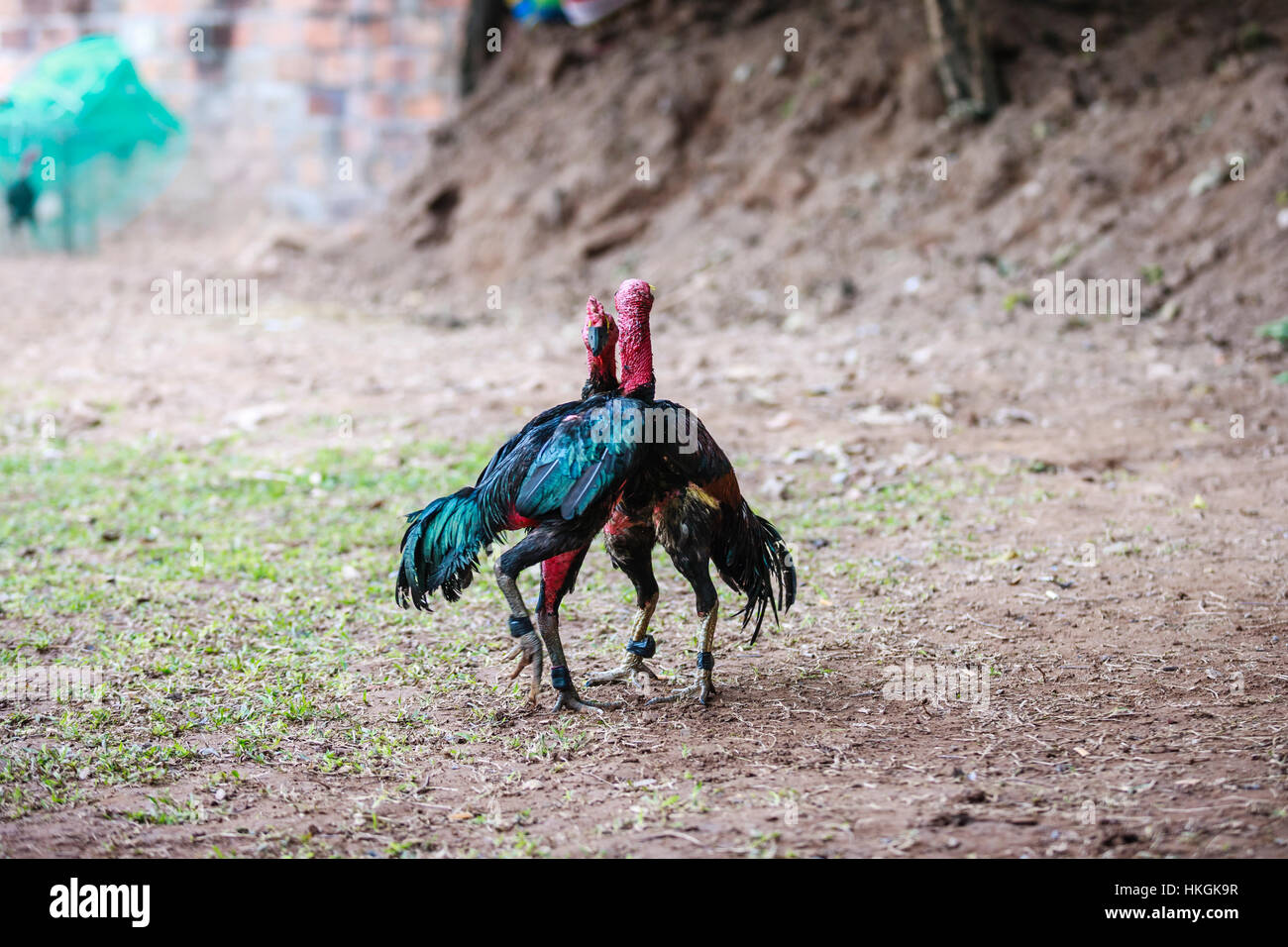 Beautiful asian rooster trained for cockfighting Stock Photo - Alamy