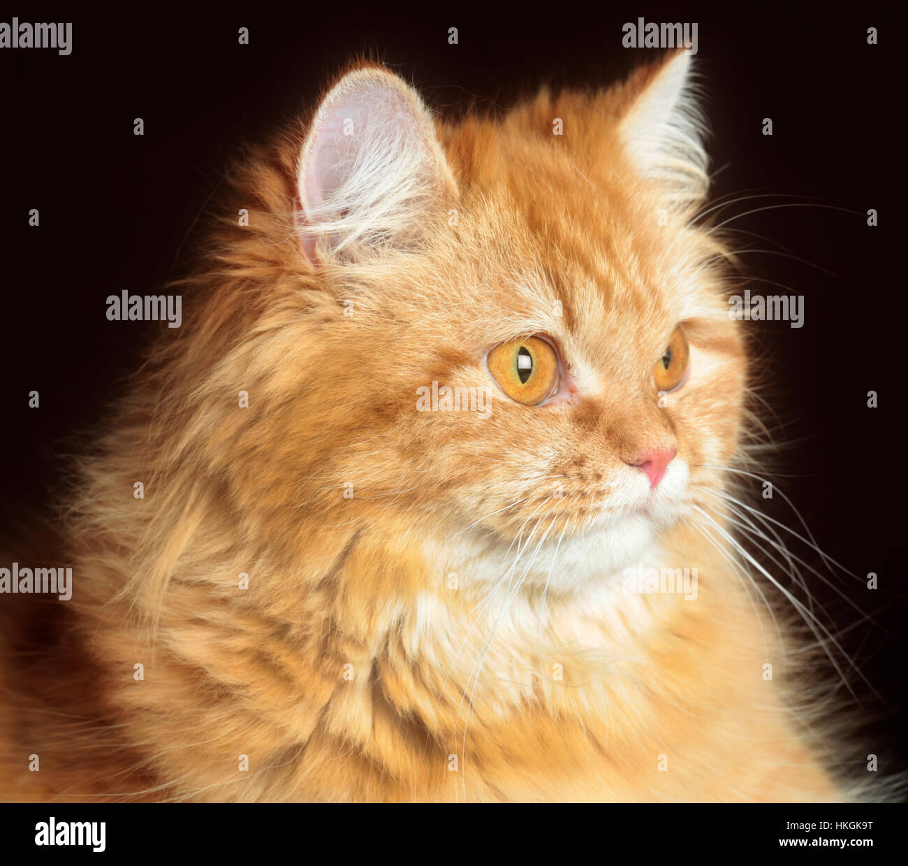 Brown Cat portrait in studio with brown background Stock Photo - Alamy