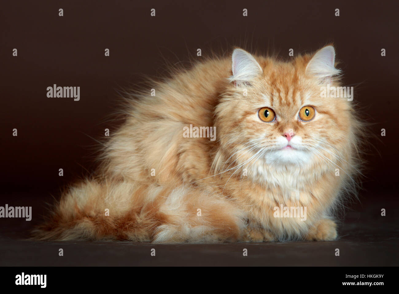 Brown Cat portrait in studio with brown background Stock Photo - Alamy