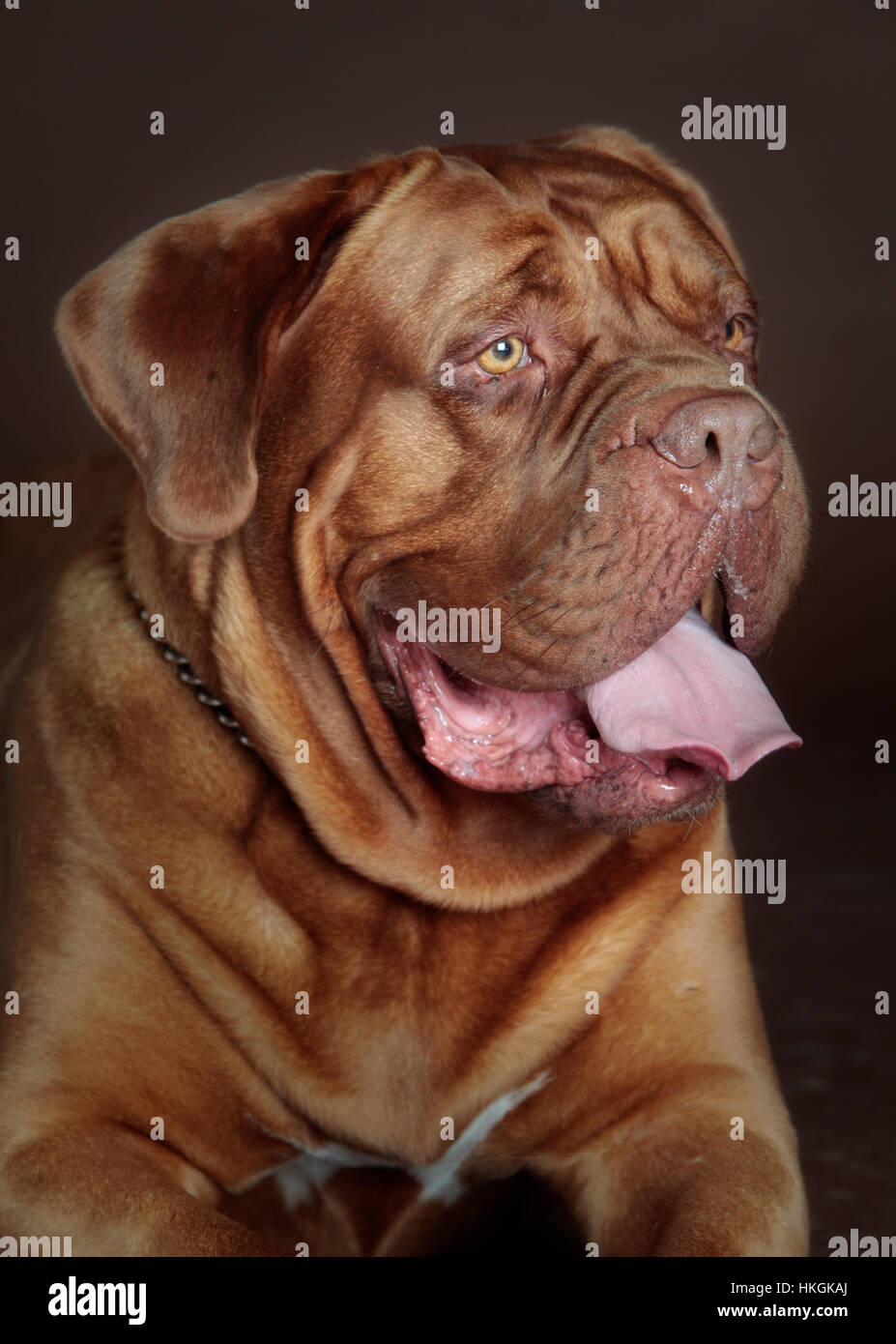 Male female dogue de bordeaux hi-res stock photography and images - Alamy