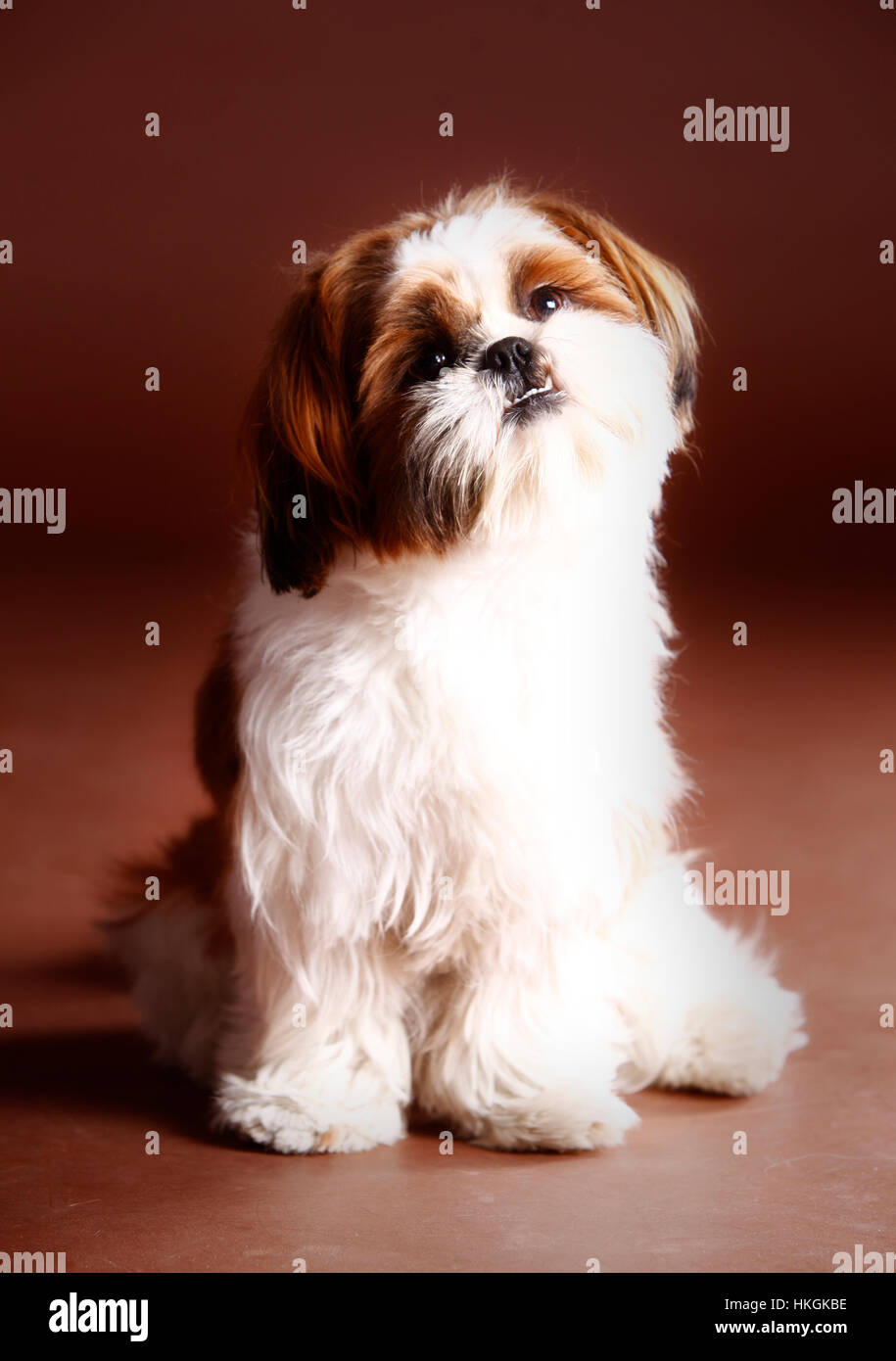 Lion dog or shih tzu breed poses happy in studio with brown background ...