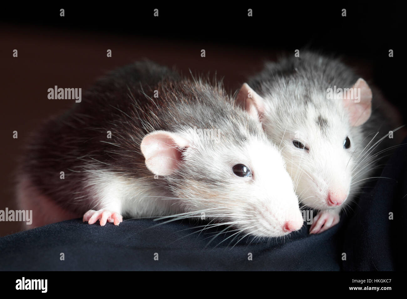 Couple of mouse portrait in studio Stock Photo - Alamy