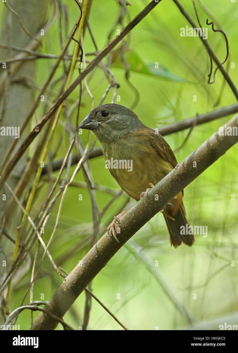 Black finches hi-res stock photography and images - Alamy