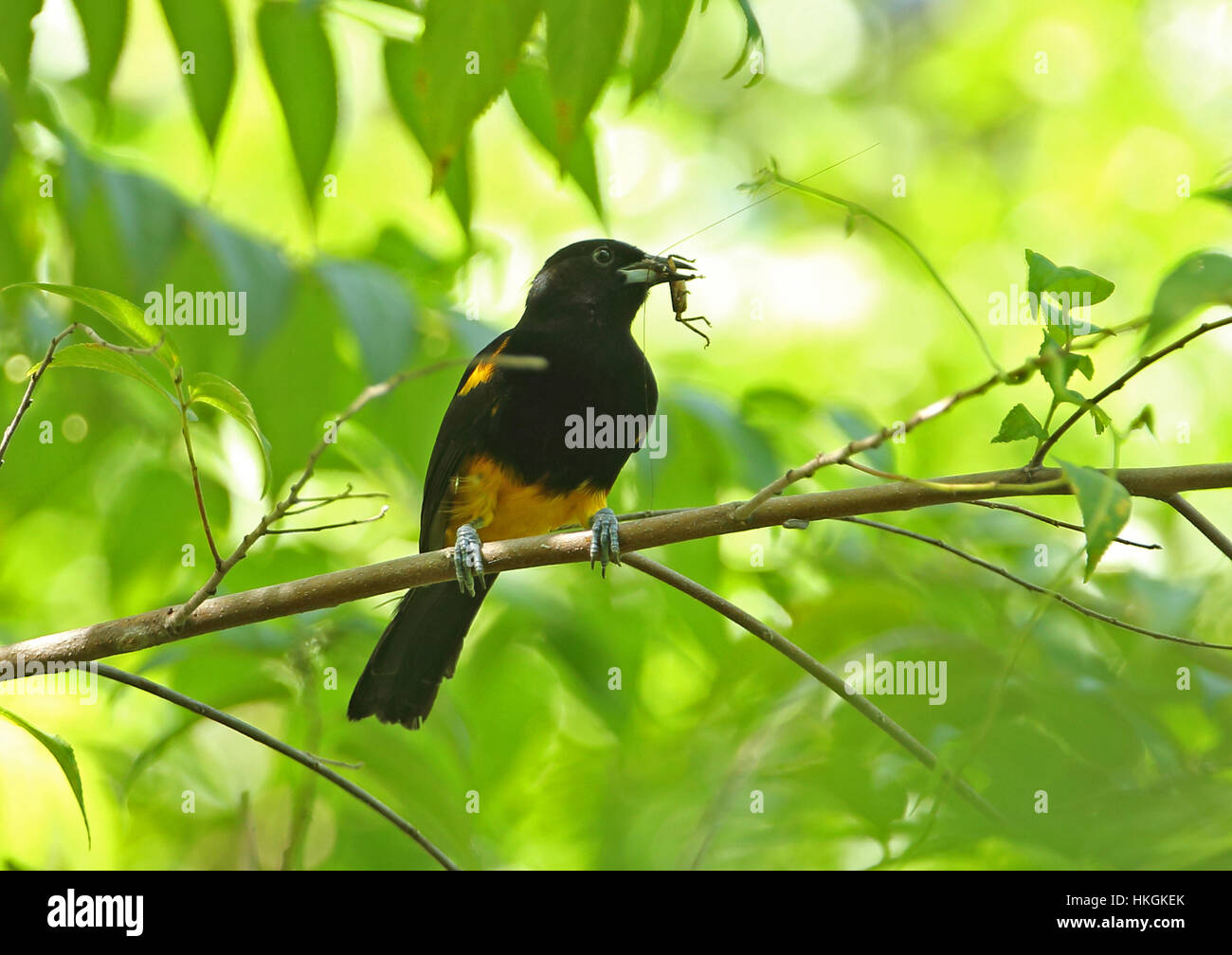 St Lucia Oriole (Icterus laudabilis) adult female with insect prey in ...
