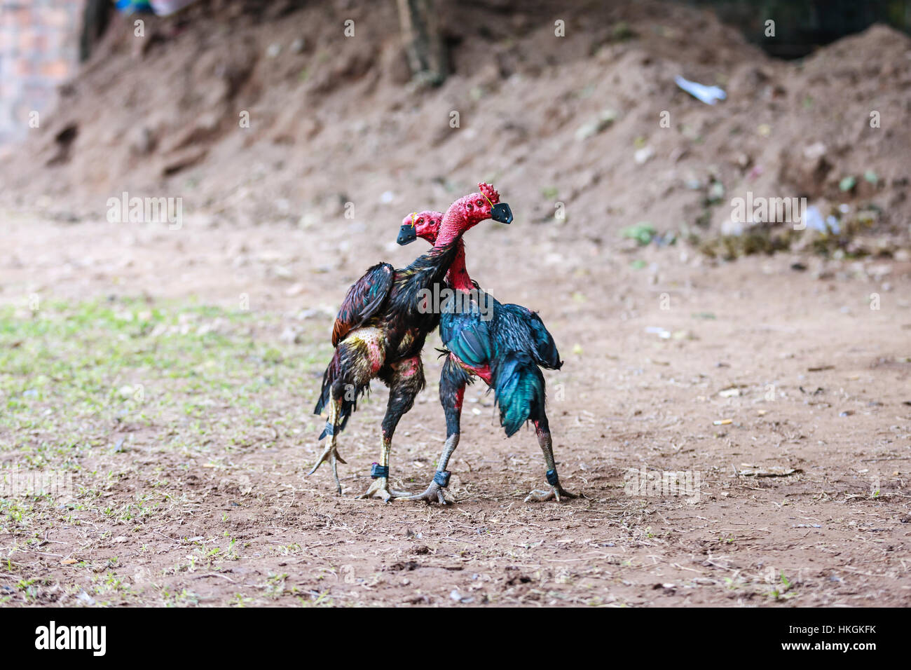 Beautiful asian rooster trained for cockfighting Stock Photo - Alamy