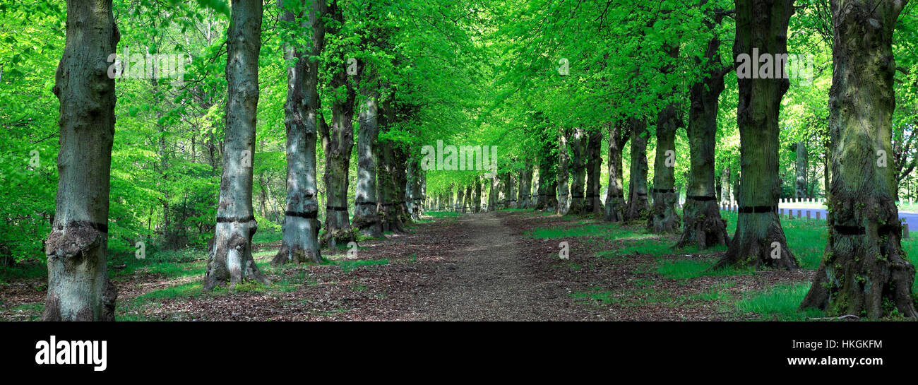 Common Lime Tree Avenue, Tilia x vulgaris, Clumber Park ...