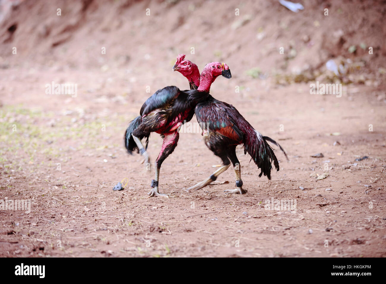 Beautiful asian rooster trained for cockfighting Stock Photo - Alamy