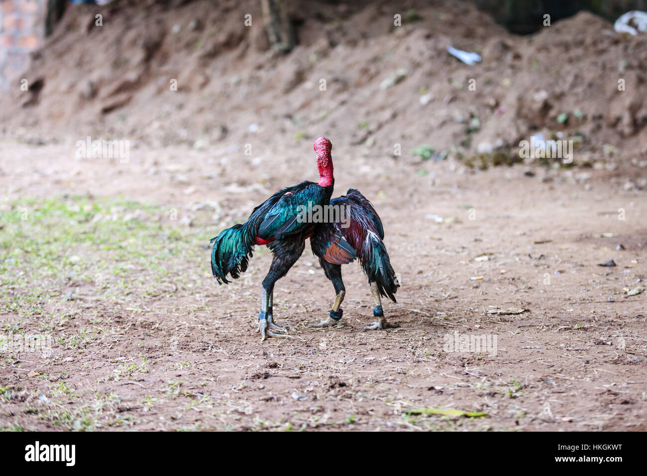 Beautiful asian rooster trained for cockfighting Stock Photo - Alamy