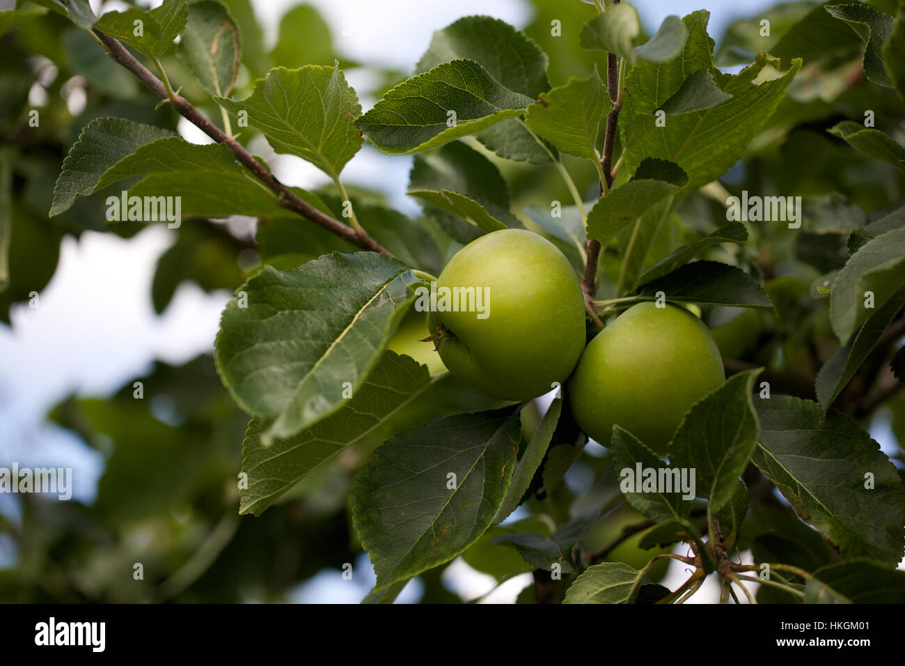 apple on tree branch. leaves, fruit tree, food, green apple Stock Photo ...