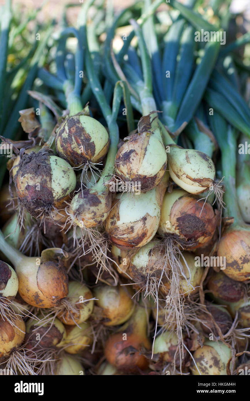 bunch of scallion. root, spring onion, food, vegetable Stock Photo - Alamy