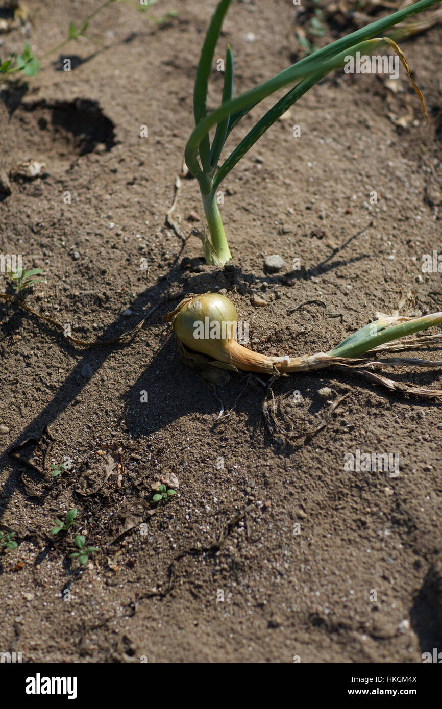 Root in spring hi-res stock photography and images - Alamy