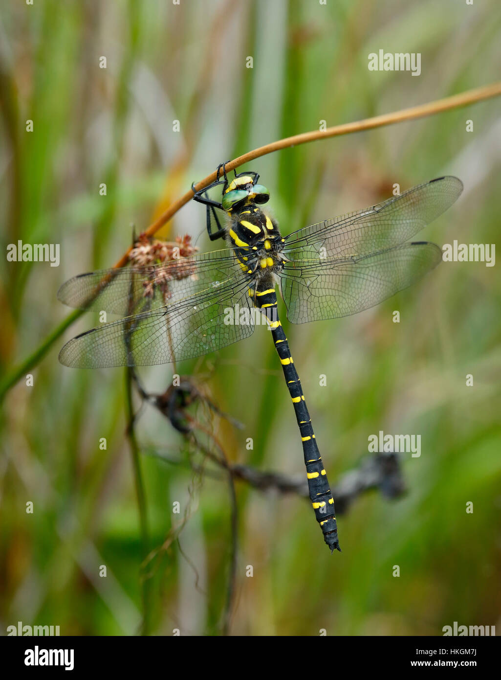 Golden Ringed Dragonfly, Derbyshire Stock Photo - Alamy