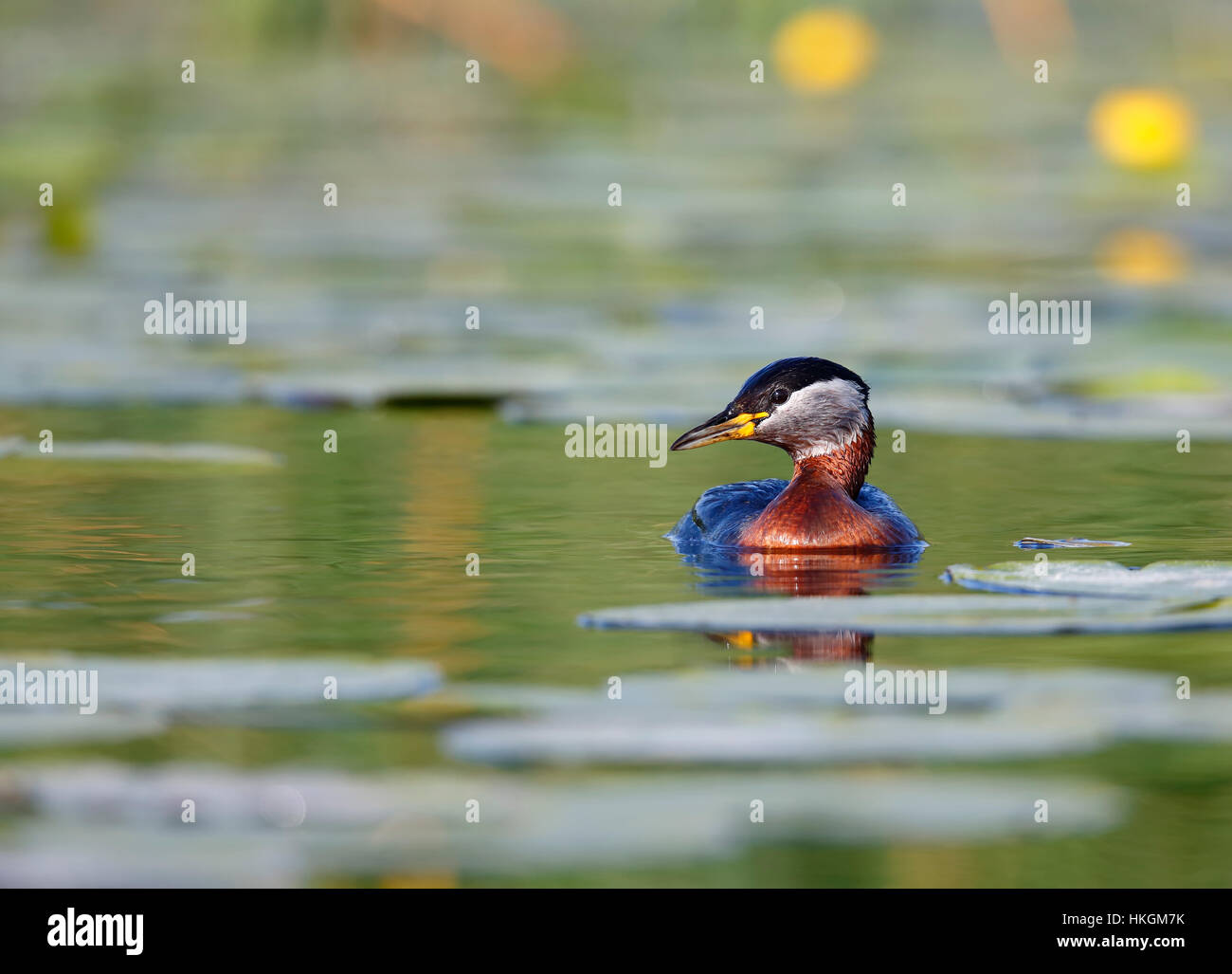 Grebe feet hi-res stock photography and images - Alamy