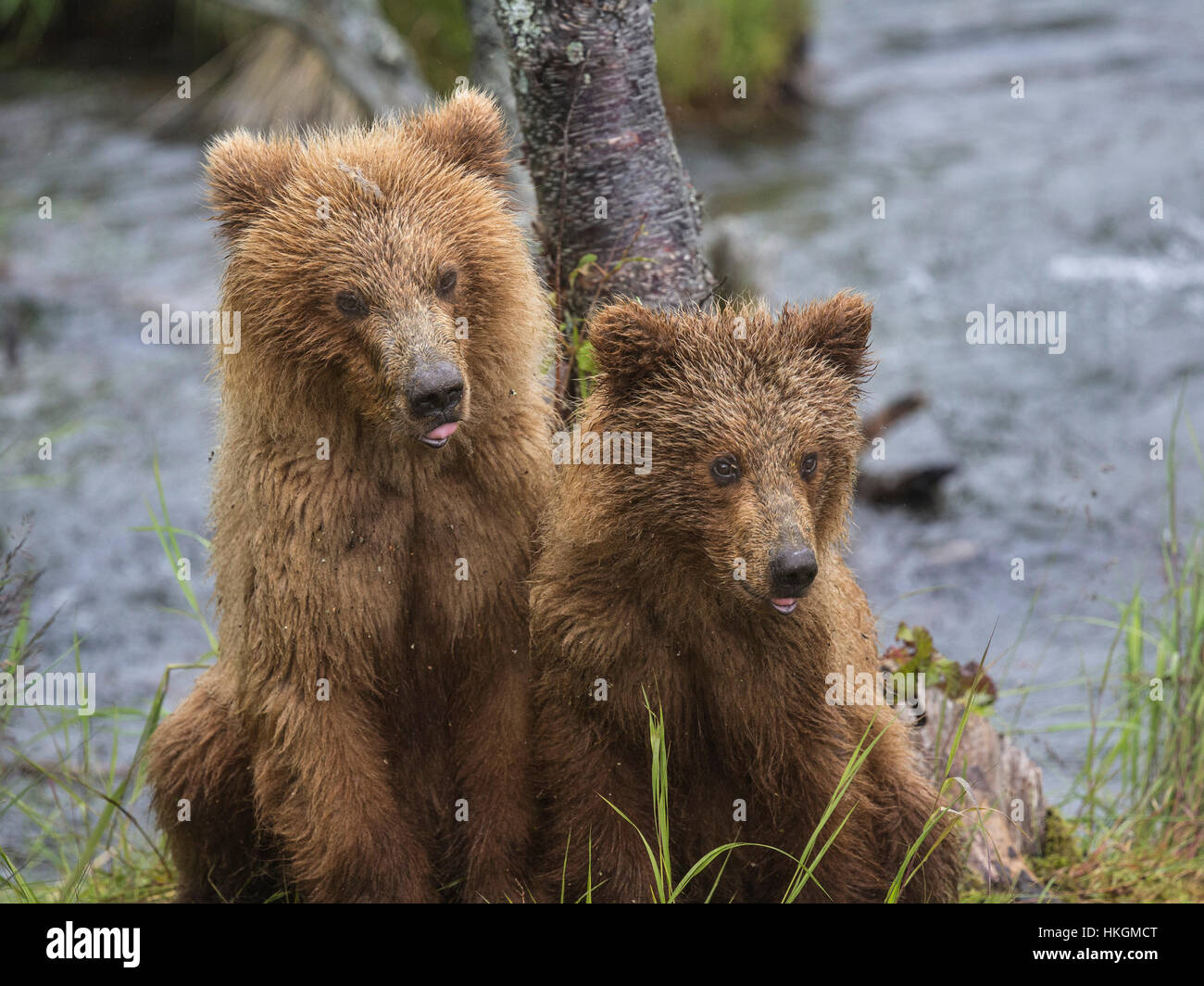 Bear mother and yearlings hi-res stock photography and images - Alamy
