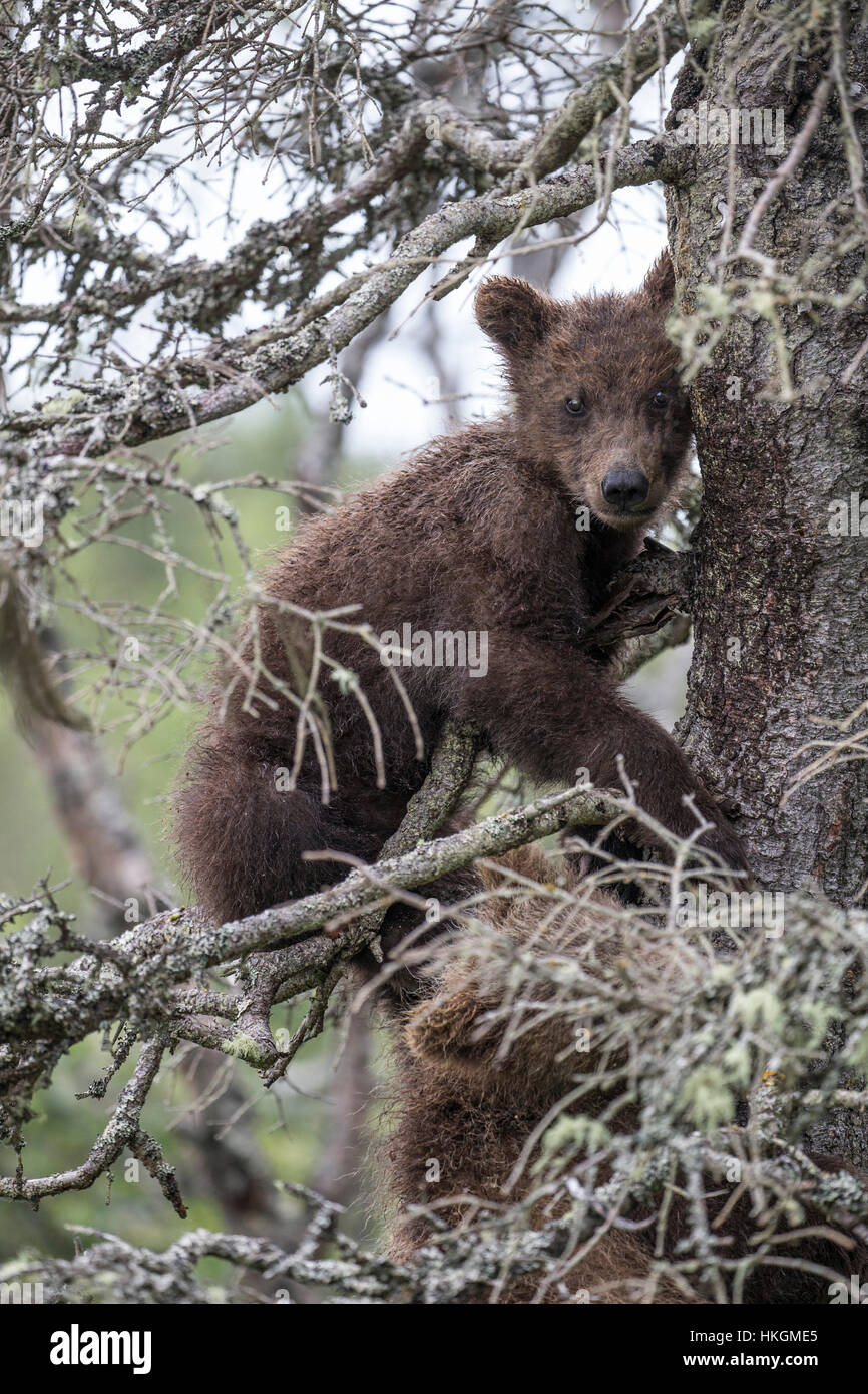 Katmai Brown Bear cubs and yearlings; bear cubs up a tree Stock Photo ...