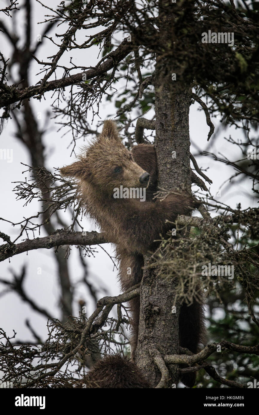 Katmai Brown Bear cubs and yearlings; bear cubs up a tree Stock Photo ...