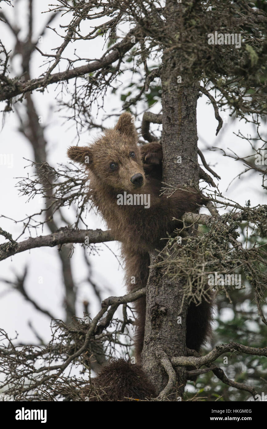Katmai Brown Bear cubs and yearlings; bear cubs up a tree Stock Photo ...