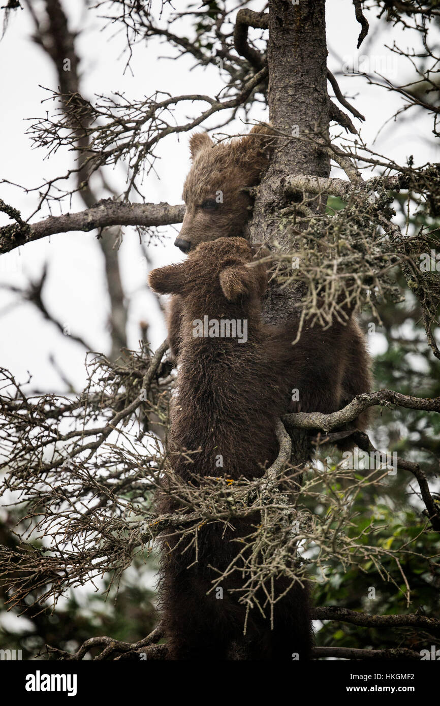 Katmai Brown Bear cubs and yearlings; bear cubs up a tree Stock Photo ...
