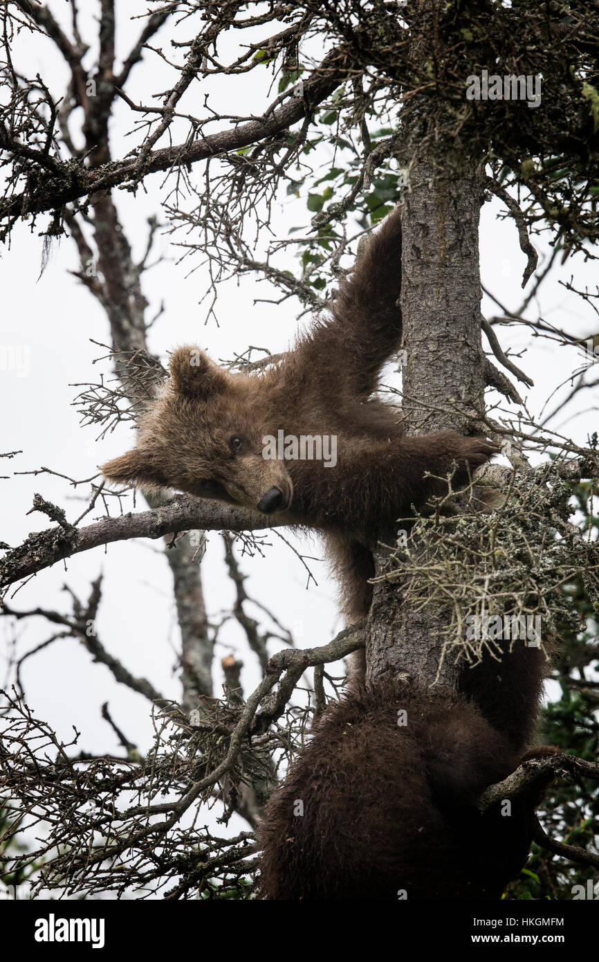Katmai Brown Bear cubs and yearlings; bear cubs up a tree Stock Photo ...