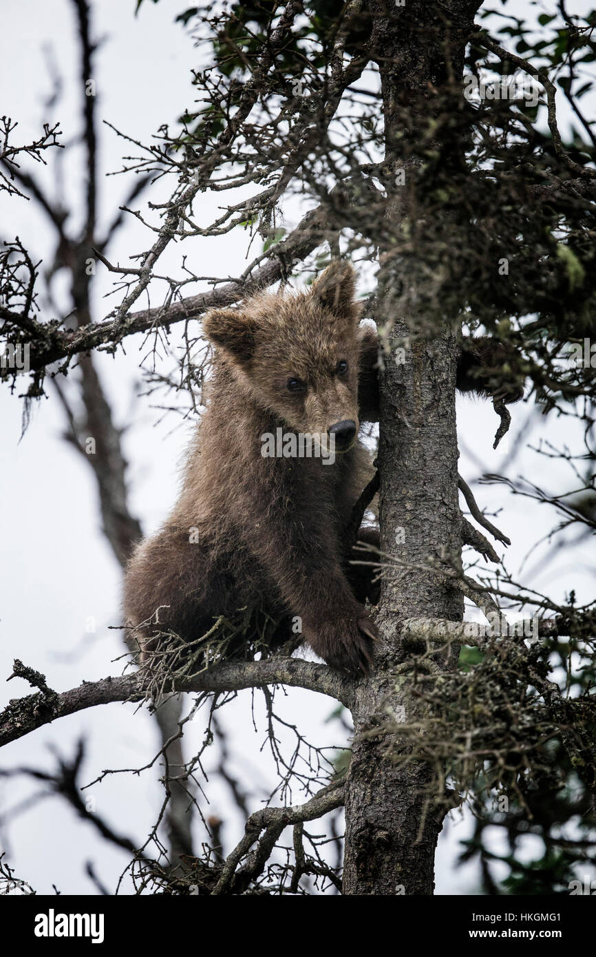 Katmai Brown Bear cubs and yearlings; bear cubs up a tree Stock Photo ...