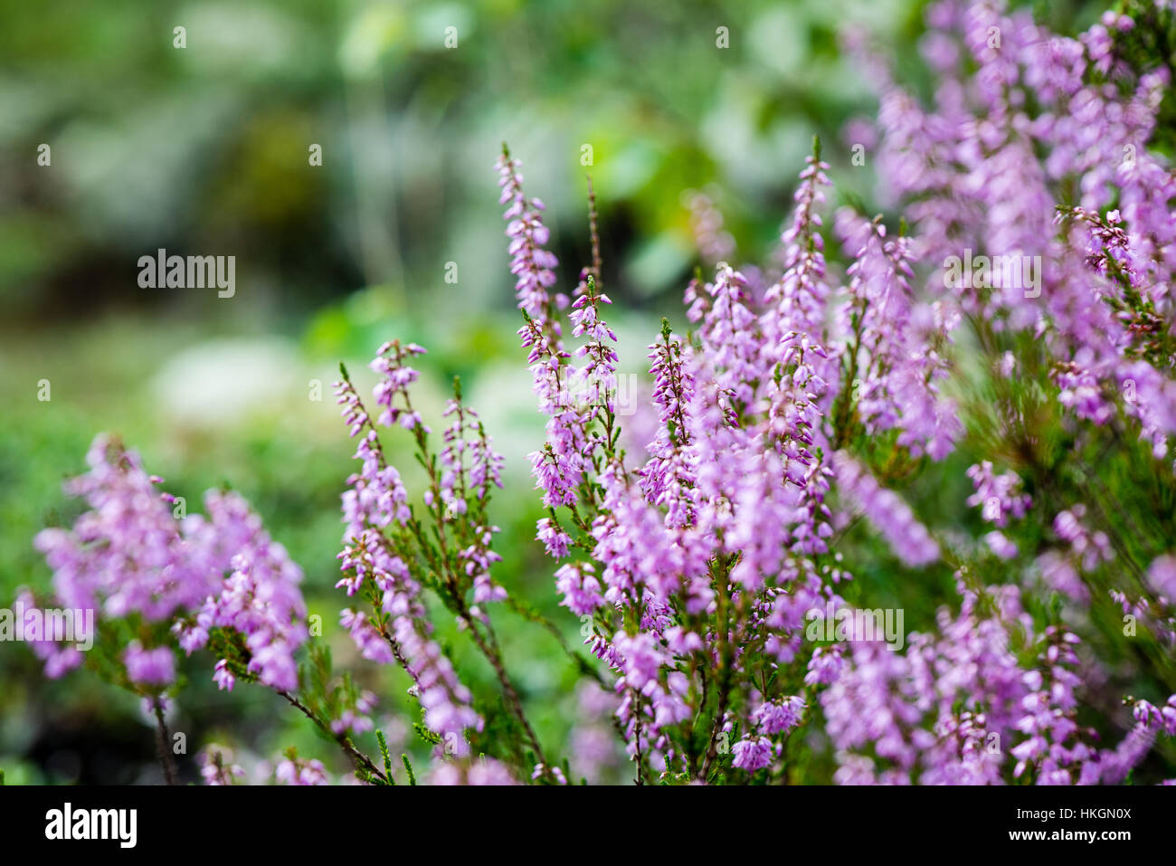forest heather flowers and blossoms in spring blooming in natural ...