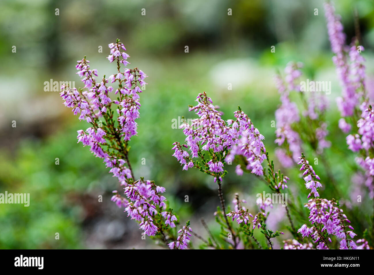 forest heather flowers and blossoms in spring blooming in natural ...