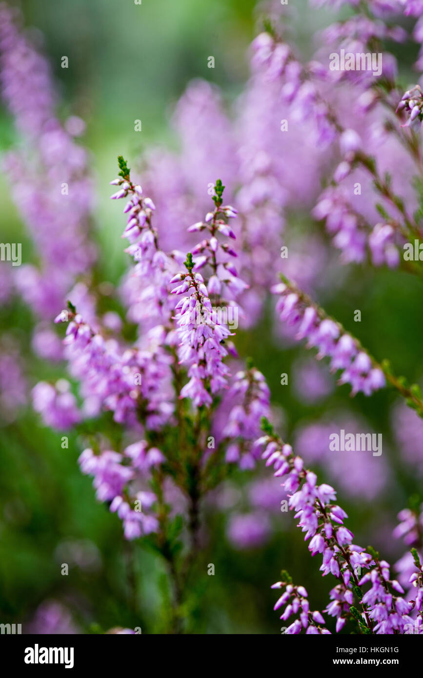 forest heather flowers and blossoms in spring blooming in natural ...