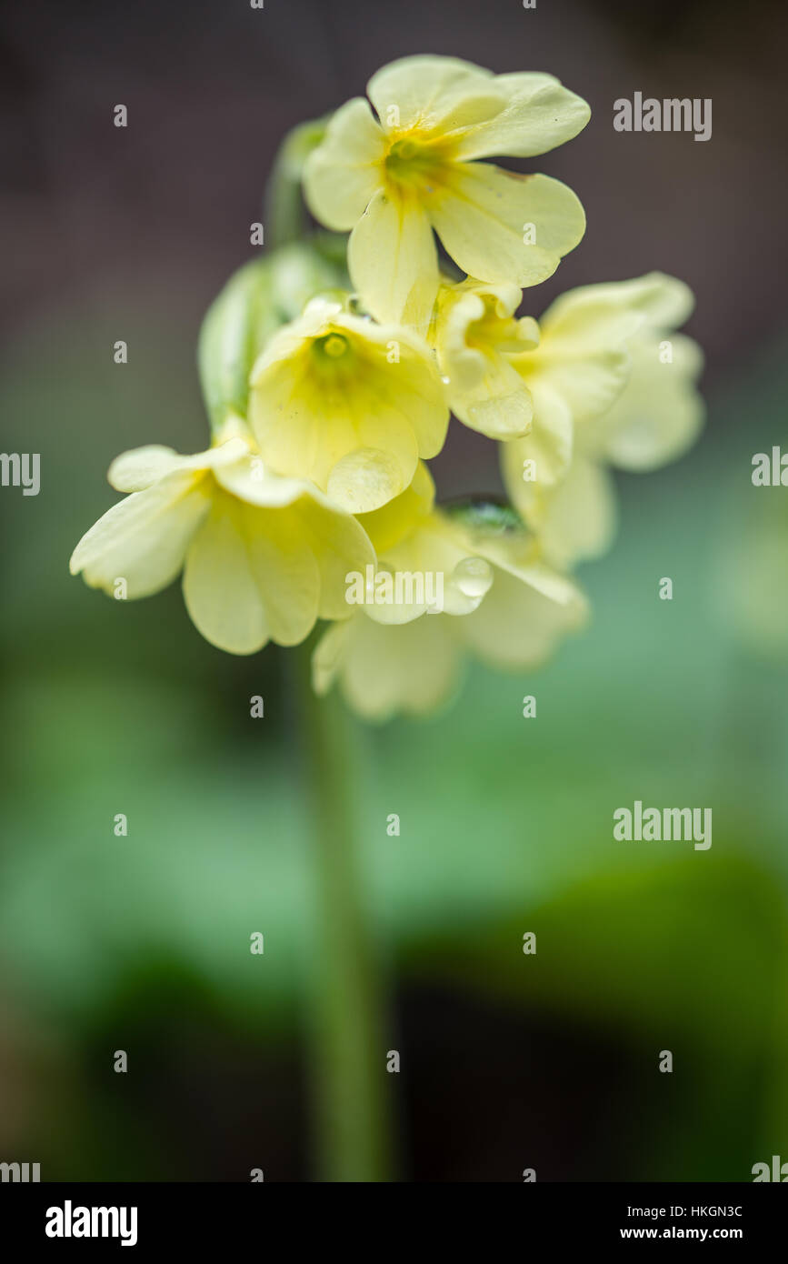 forest flowers and blossoms in spring blooming in natural environment ...