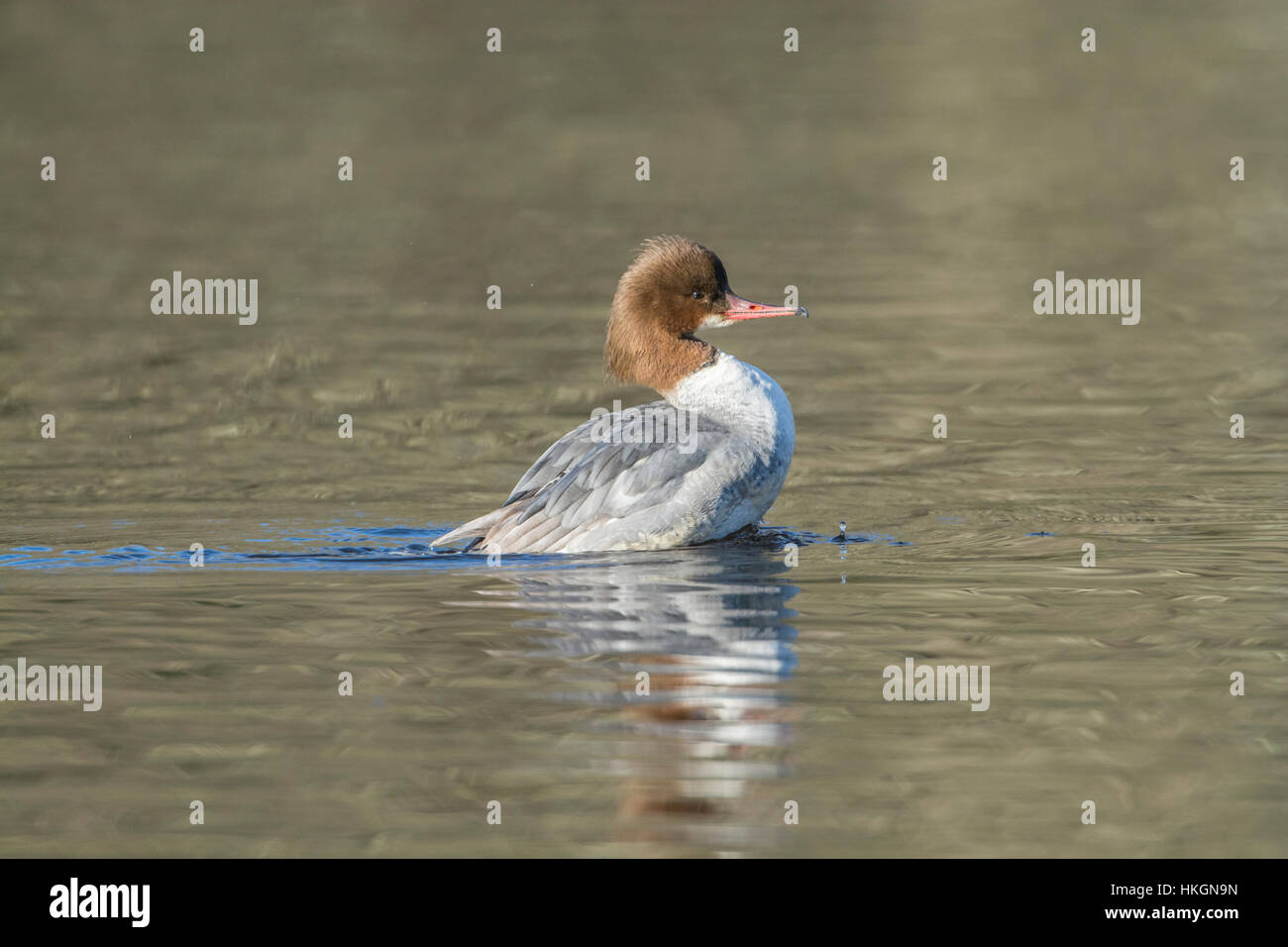 Mergus species hi-res stock photography and images - Alamy