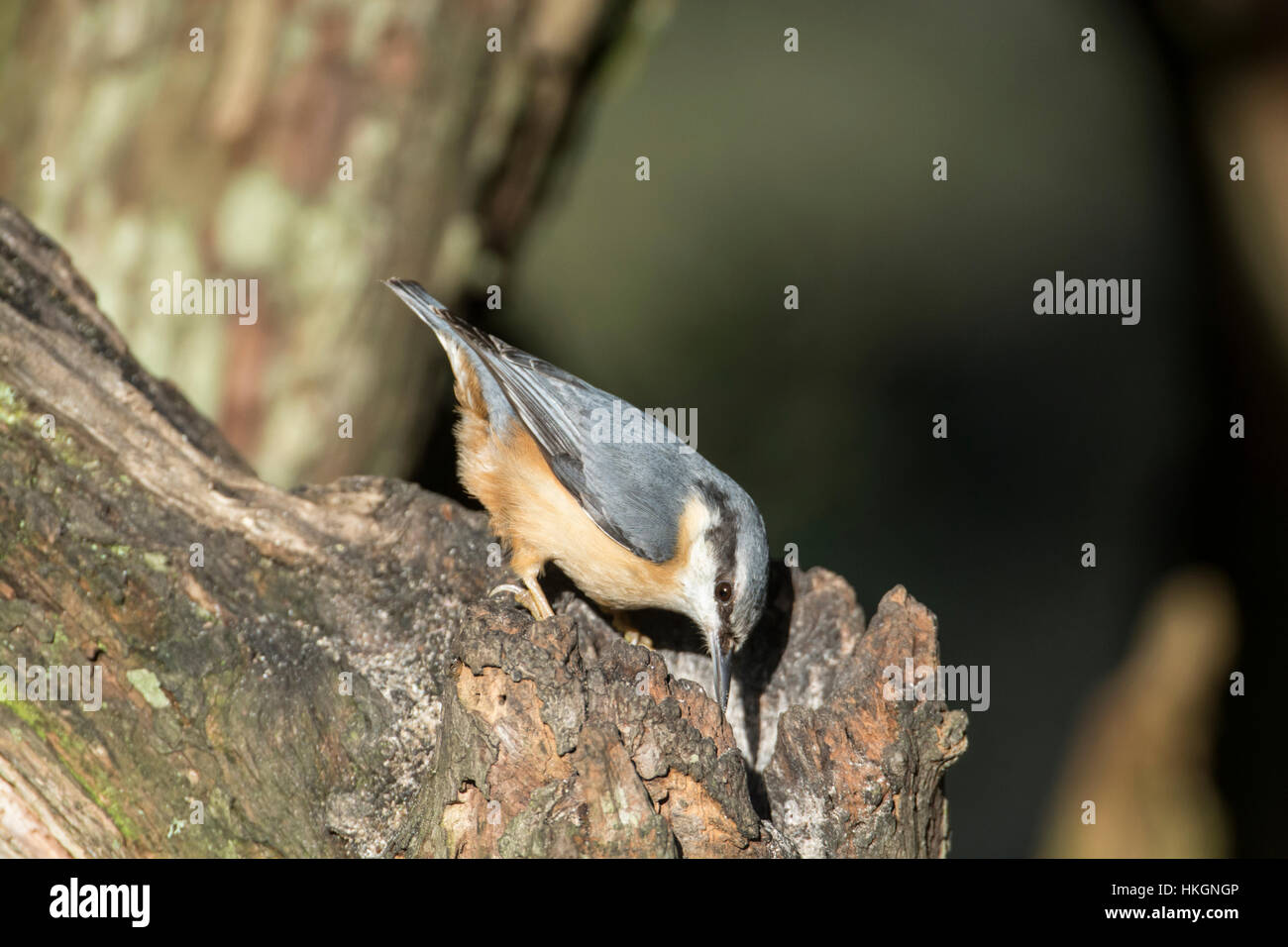 Nuthatch (Sitta europaea) foraging for food on a tree stump Stock Photo ...