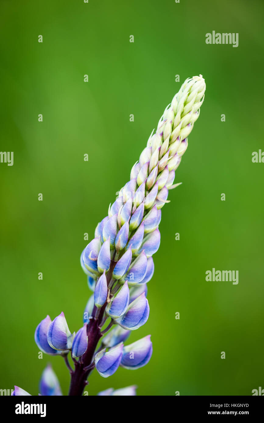 forest flowers and blossoms in spring blooming in natural environment ...