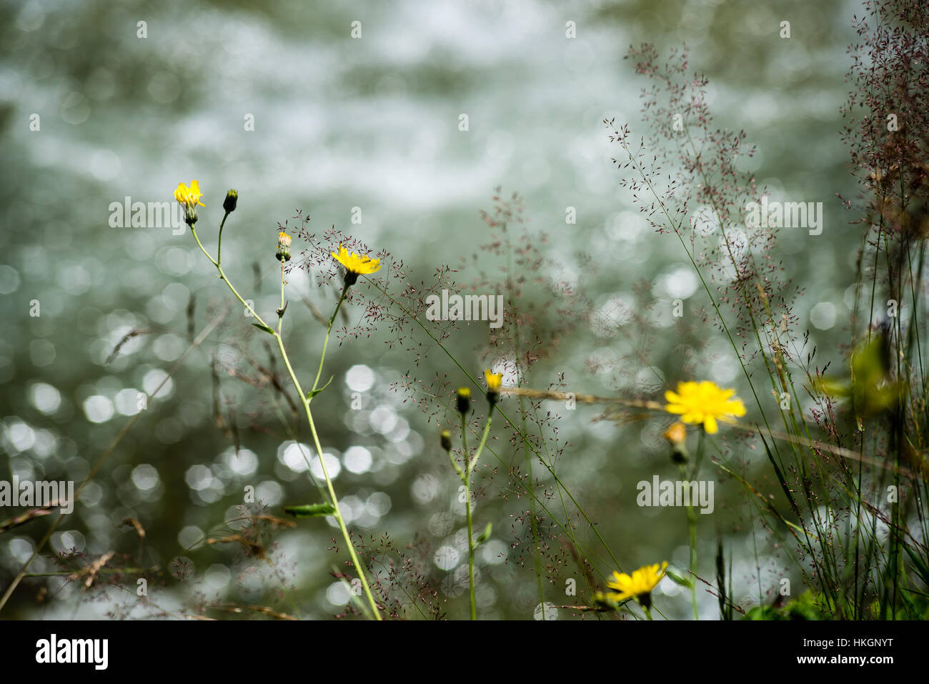 forest flowers and blossoms in spring blooming in natural environment ...