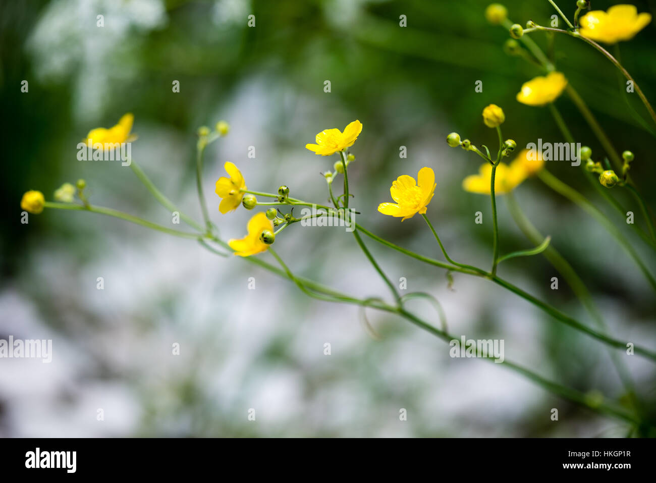 forest flowers and blossoms in spring blooming in natural environment ...