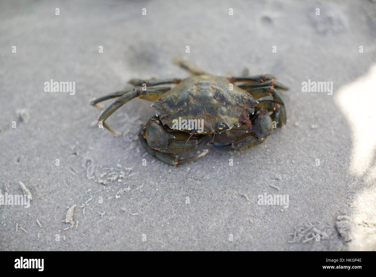 Animal claw hi-res stock photography and images - Alamy