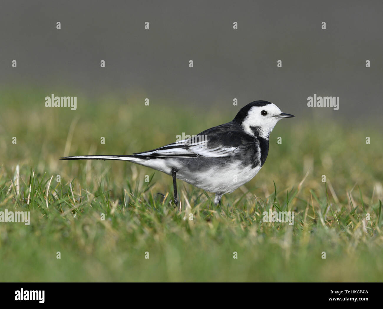 Pied wagtail hi-res stock photography and images - Alamy