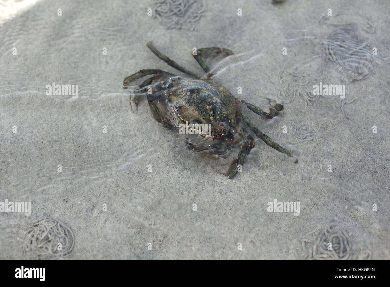 crab at the beach. nature, animal, claw, sand Stock Photo - Alamy