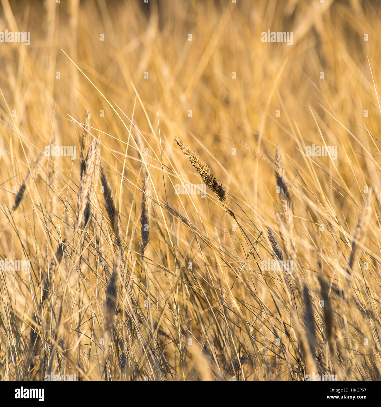 beautiful abstract grass texture on sunset with reflections and rays of ...