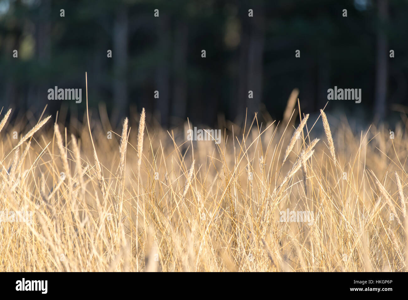 beautiful abstract grass texture on sunset with reflections and rays of ...