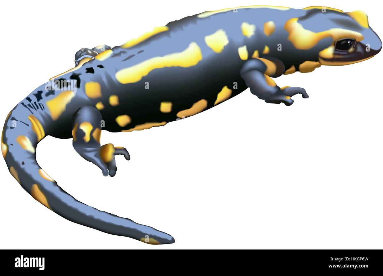 Fire salamander Stock Vector Images - Alamy