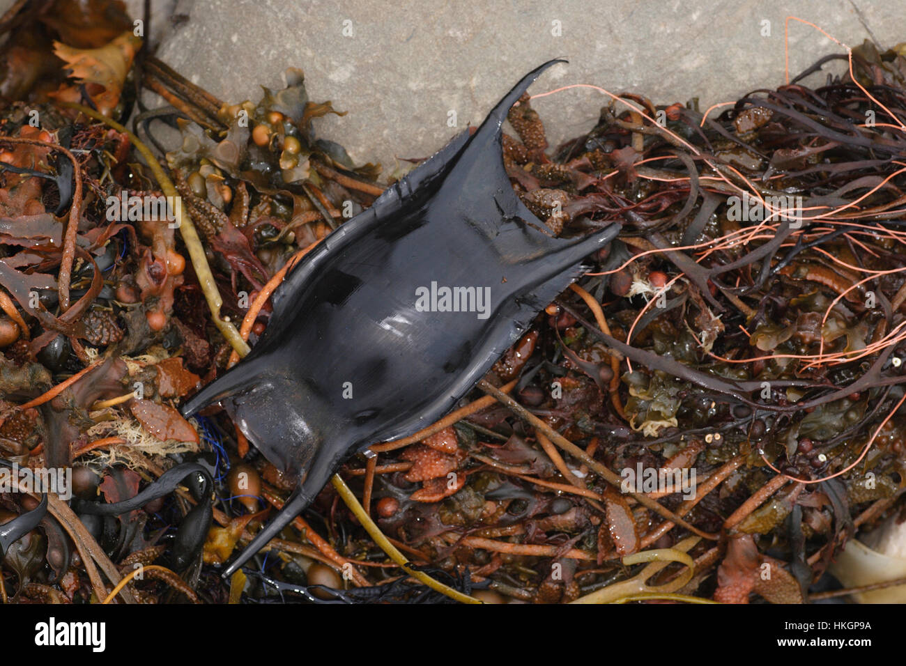 Ray egg case hi-res stock photography and images - Alamy