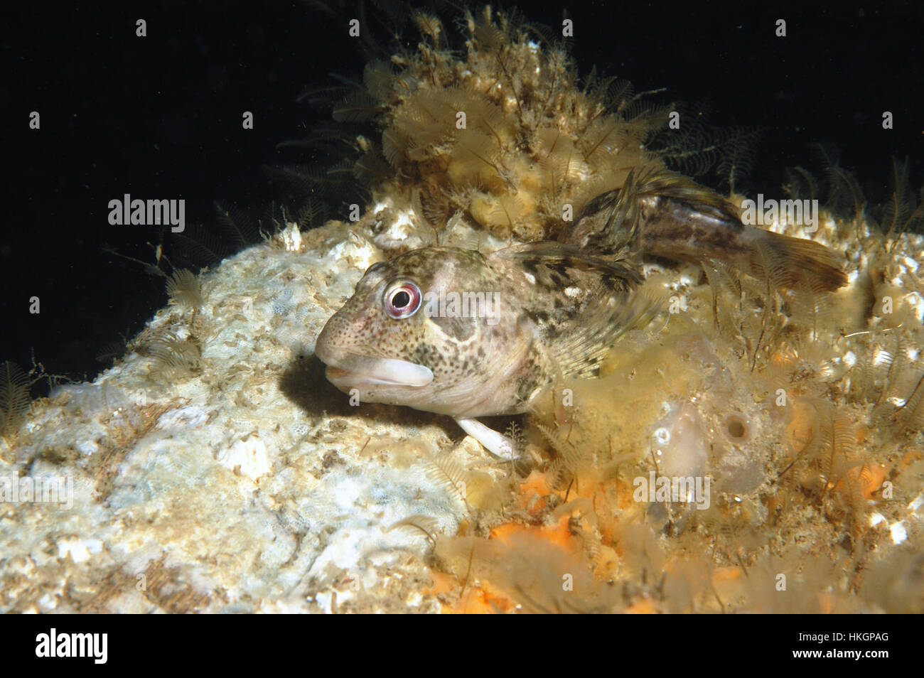 Shanny hi-res stock photography and images - Alamy