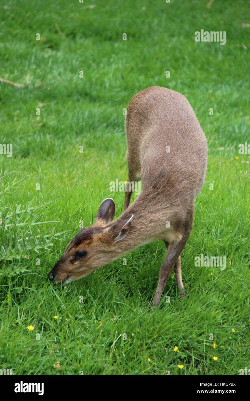 A muntjac (Asian deer) in a zoo (France Stock Photo - Alamy