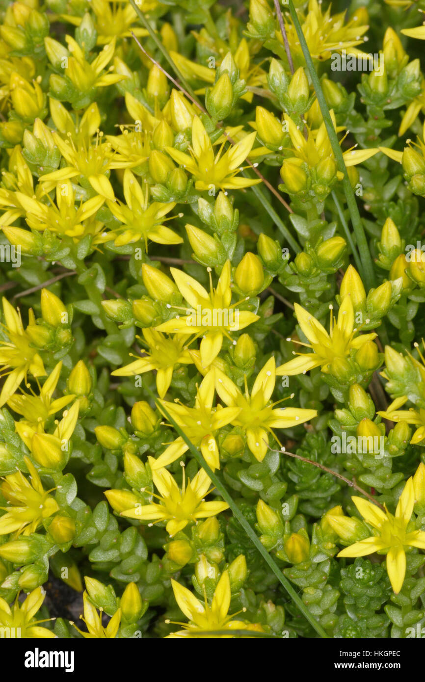 Biting Stonecrop - Sedum acre Stock Photo - Alamy