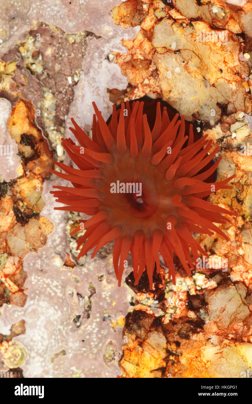 Beadlet anemone actinia equina hi-res stock photography and images - Alamy
