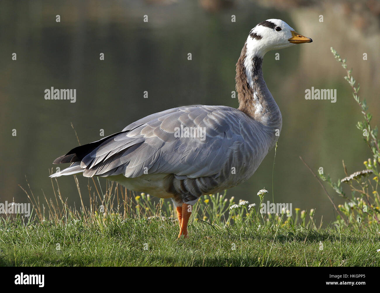 Bar-headed goose, Anser indicus, close up Stock Photo - Alamy