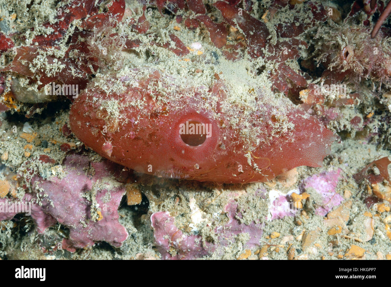 Sea Squirt - Ascidia mentula Stock Photo - Alamy