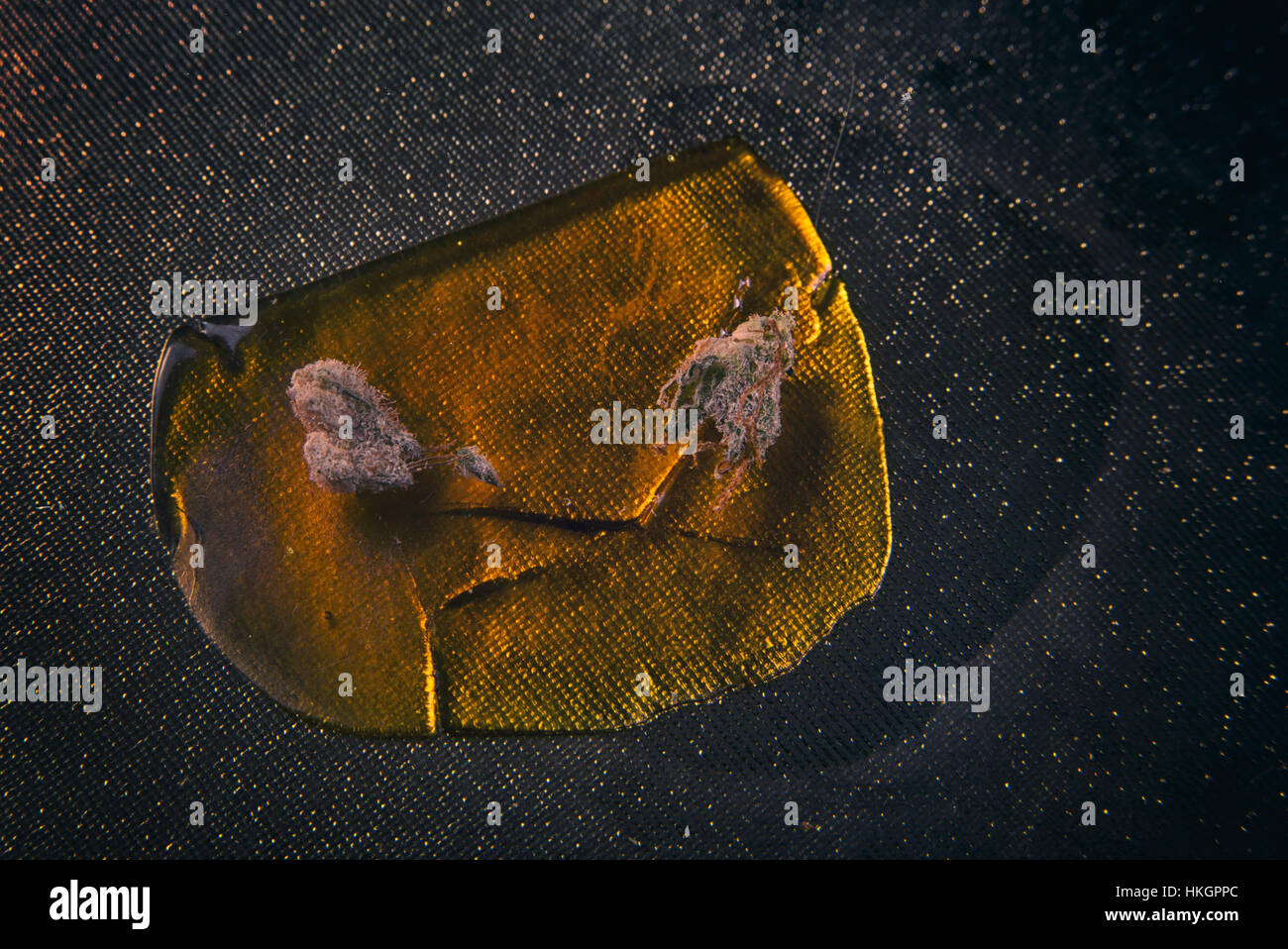 Macro detail of Cannabis oil concentrate aka shatter with plant matter ...