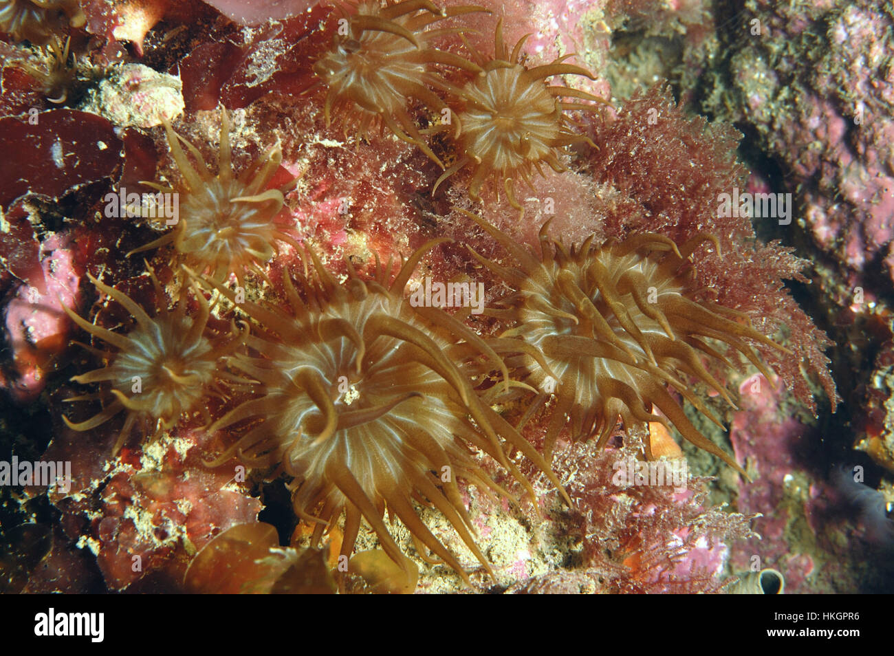 Trumpet Anemone - Aiptasia mutabilis Stock Photo - Alamy