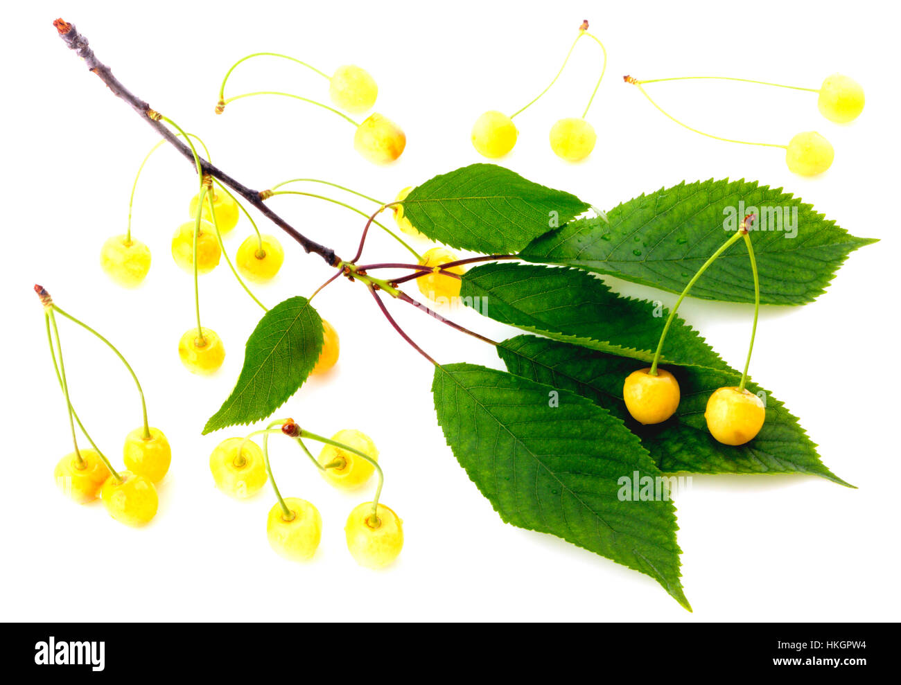 Closeup beautiful white cherry Cut Out Stock Images & Pictures - Alamy